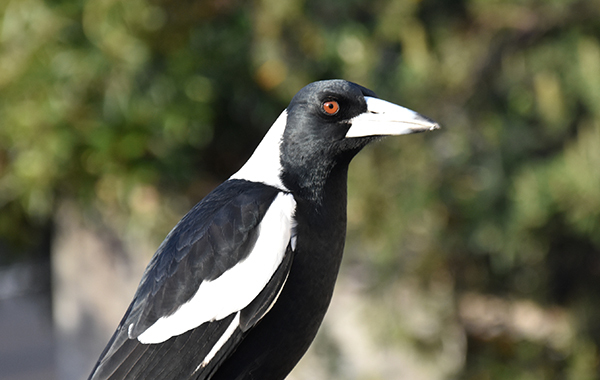 5 precautions to stay safe from magpie attacks | Fallon Solutions
