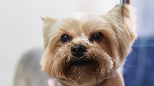 How to stop your furbaby from clogging up the drains | Fallon Solutions