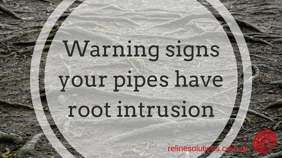 Warning signs your pipes have root intrusion | Reline Solutions