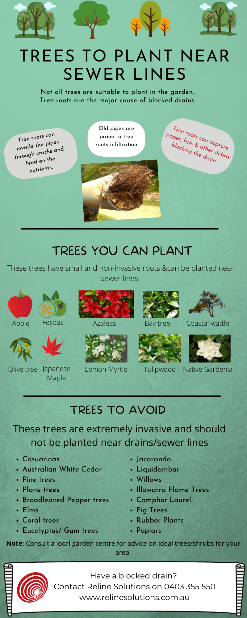 What are the worst trees for sewer lines? | Blocked Drains | Reline ...