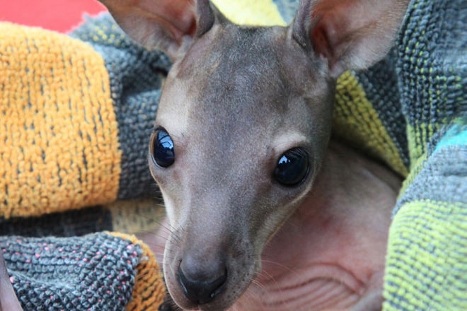 WIRES Australian Wildlife Rescue Organisation