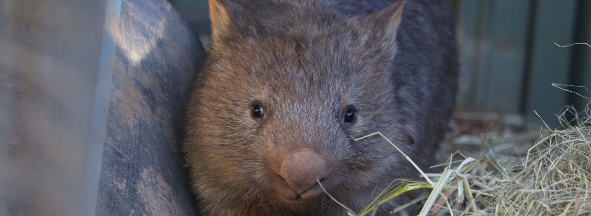 WIRES Australian Wildlife Rescue Organisation