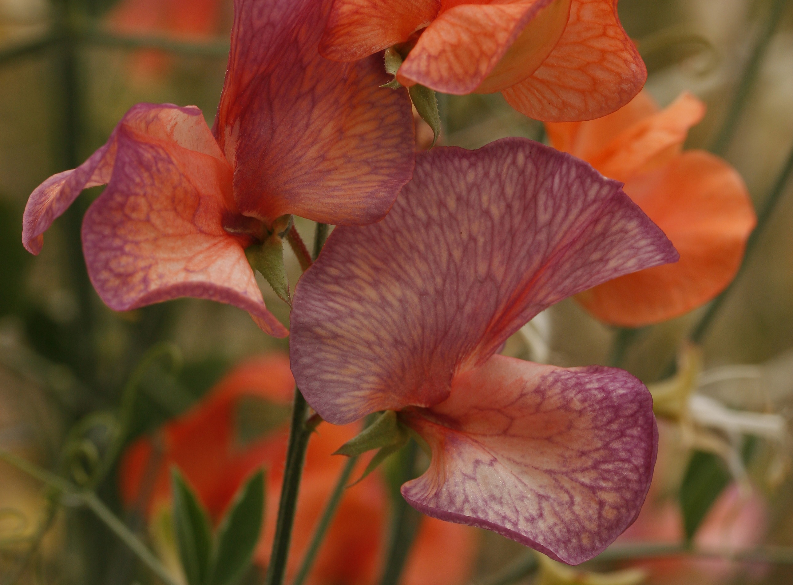 All Sweetpeas - Dr Keith Hammett