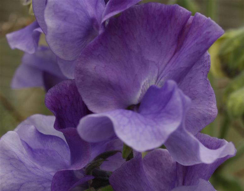 All Sweetpeas - Dr Keith Hammett