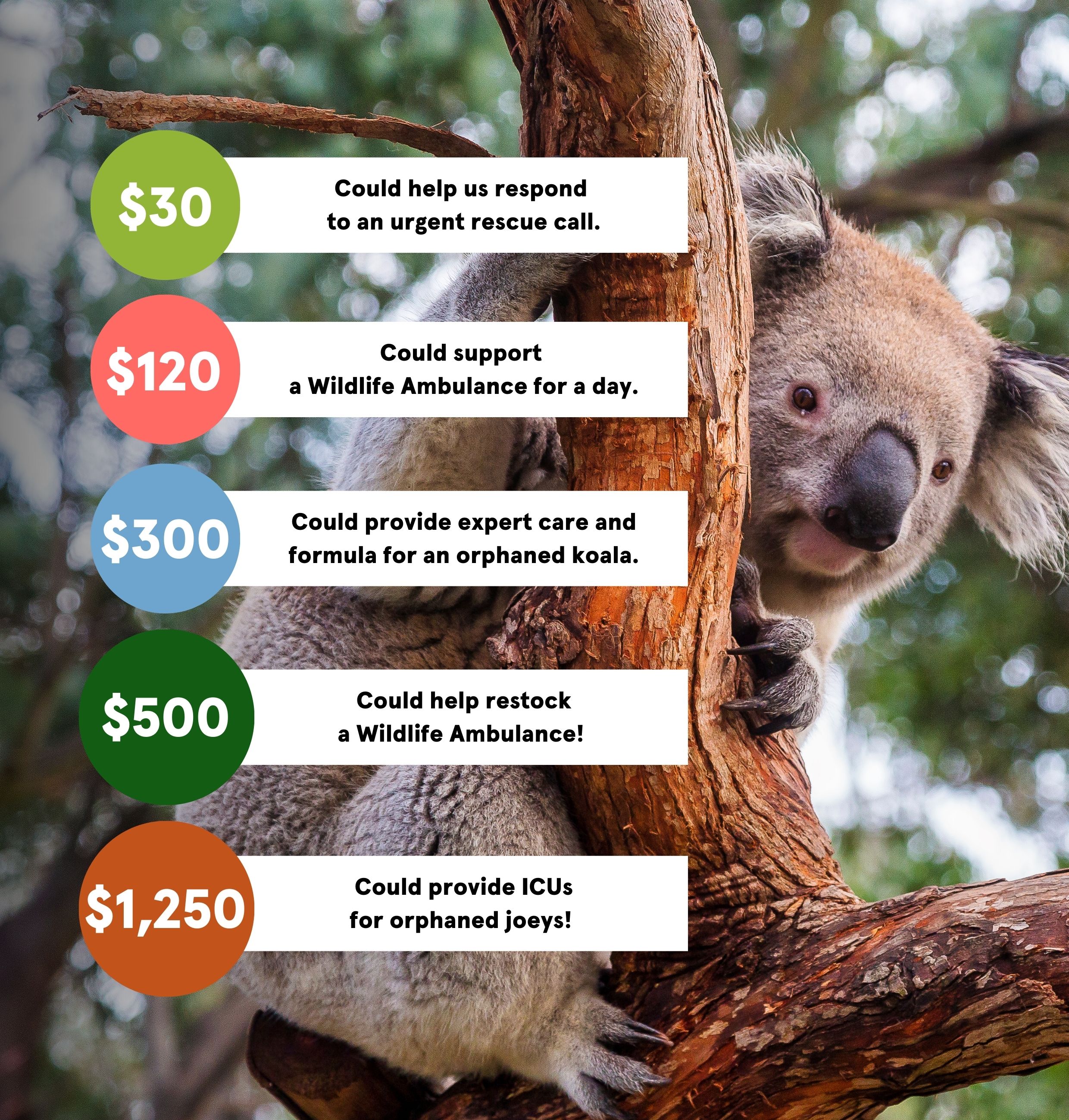 Give a Gift to Wildlife - WIRES