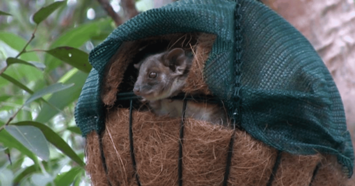 Homes for Ringtail possums