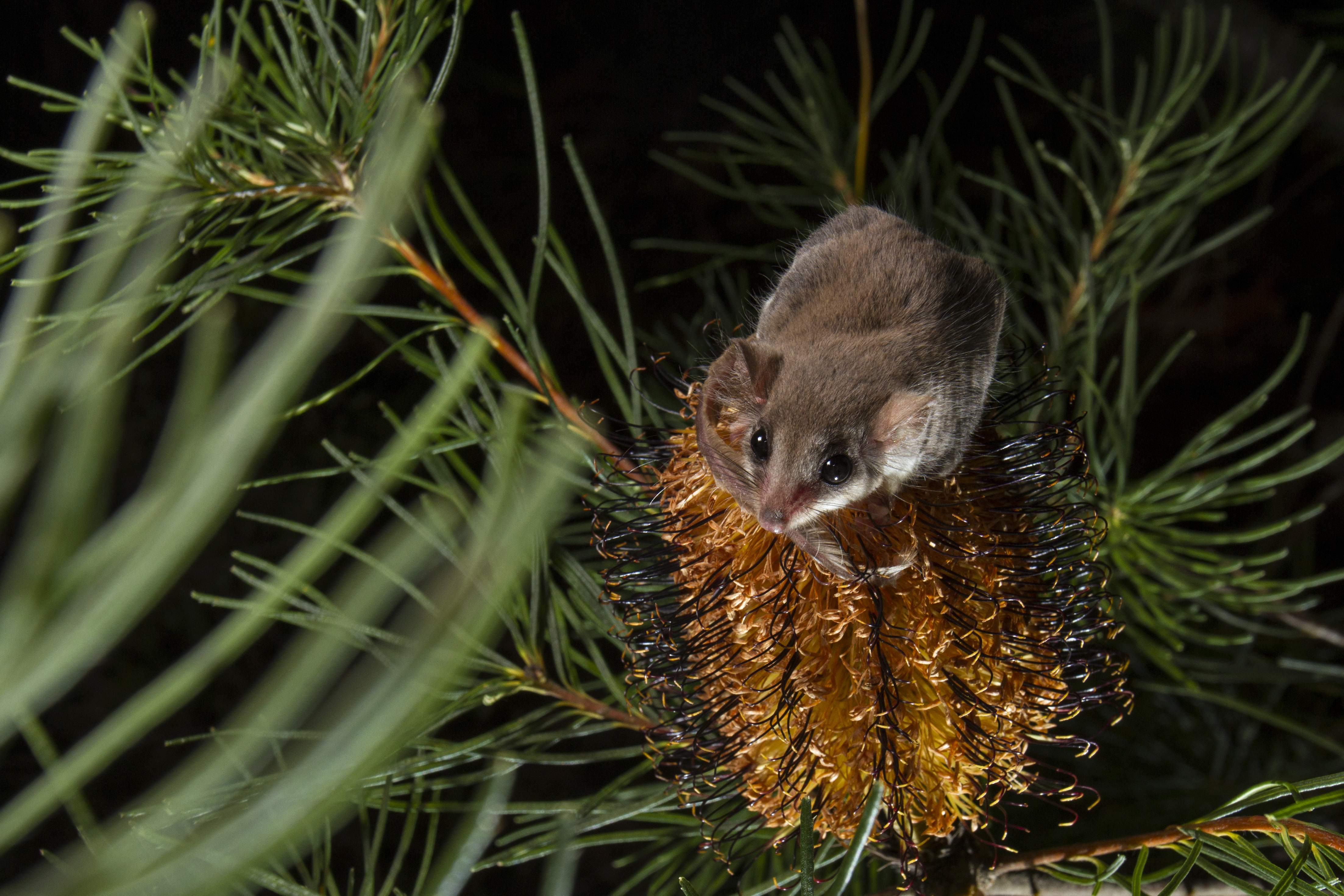 Feathertail