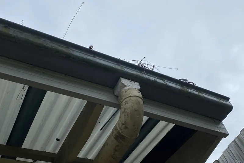 Blocked Gutter & Downpipe Clearing—Central Coast and Newcastle Plumbing ...